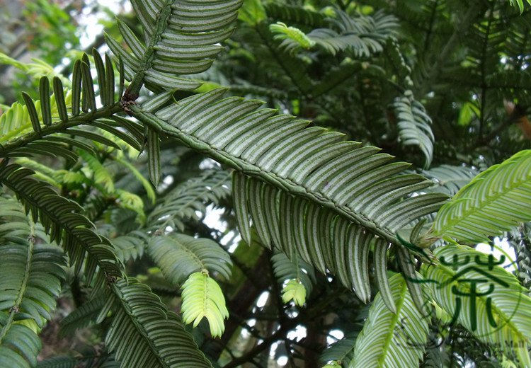 Torreya Grandis, Chinese Nutmeg Yew Seed 100 PCS, Xiang Fei