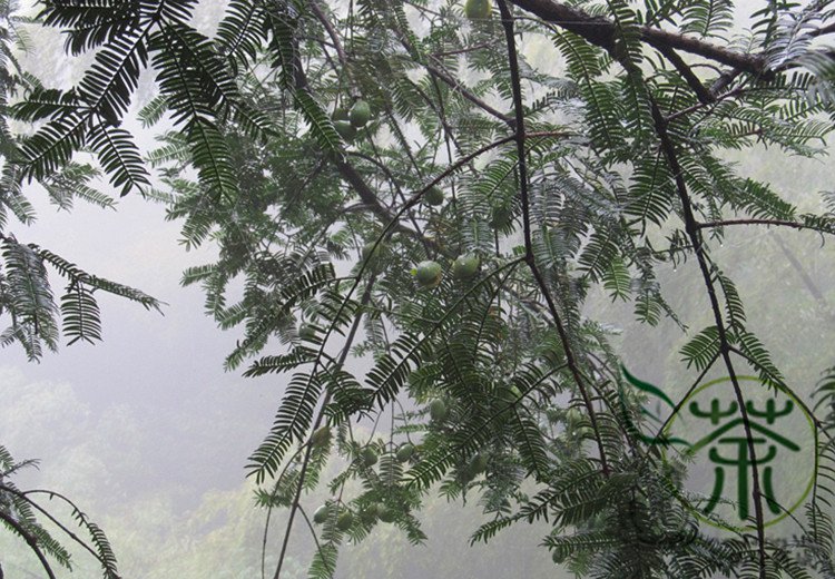 Torreya Grandis, Chinese Nutmeg Yew Seed 100 PCS, Xiang Fei