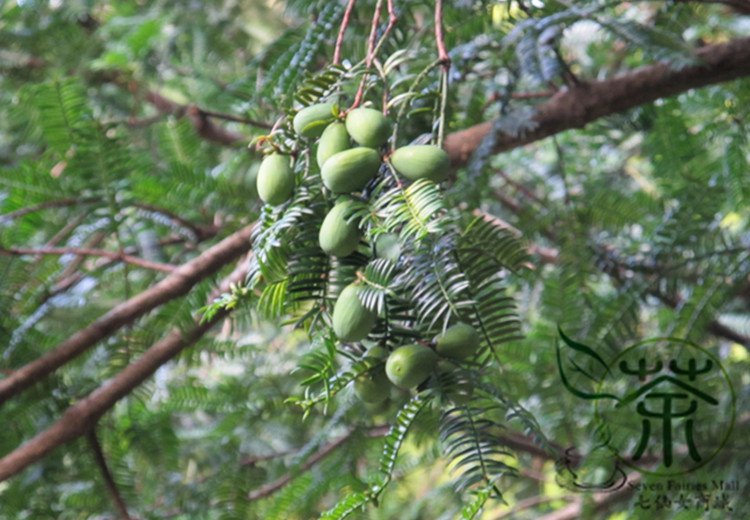 Torreya Grandis, Chinese Nutmeg Yew Seed 100 PCS, Xiang Fei