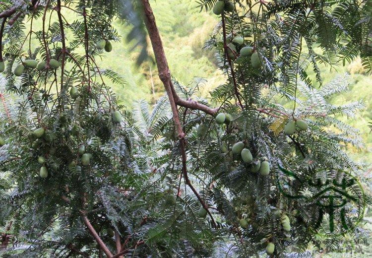 Torreya Grandis, Chinese Nutmeg Yew Seed 100 PCS, Xiang Fei