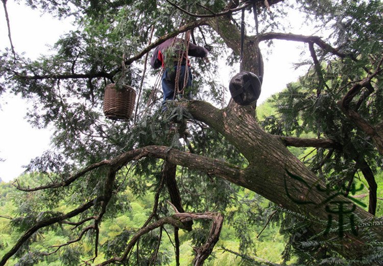 Torreya Grandis, Chinese Nutmeg Yew Seed 100 PCS, Xiang Fei