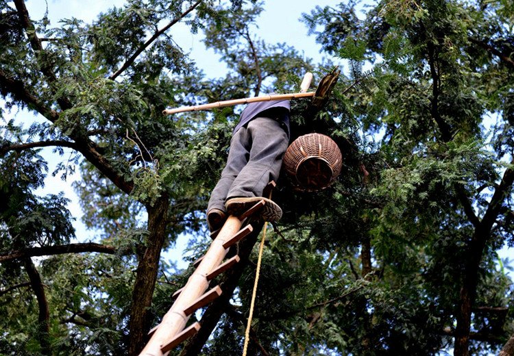 Torreya Grandis, Chinese Nutmeg Yew Seed 100 PCS, Xiang Fei