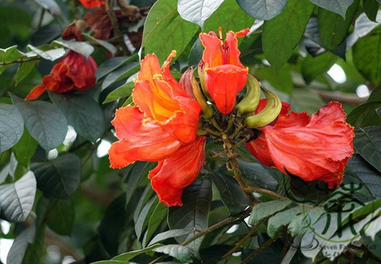 Spathodea Campanulata, African Tuliptree Seed 500 PCS, Huoyan Mu