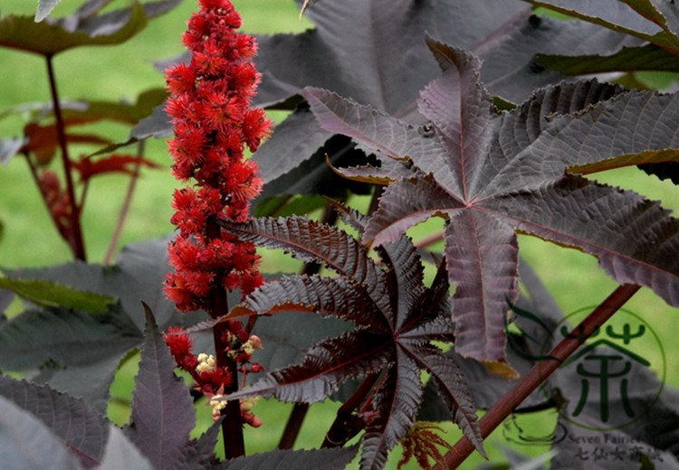 Red Castor Bean, Ricinus Communis Seed 200 PCS, Castor Oil Plant Hong Bi Ma