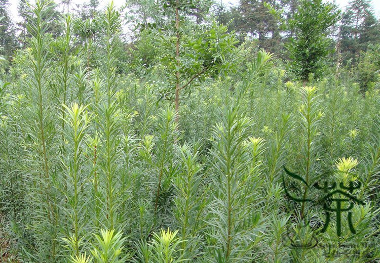 Podocarpus Macrophyllus, Yew Plum Pine Seed 200 PCS, Luo Han Song
