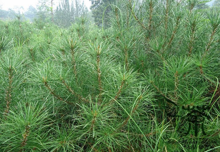 Pinus Armandii, Chinese White Pine Seed 200 PCS, Huashan Song