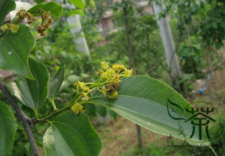 Paliurus Hemsleyanus, Chinese Coin Tree Seed 300 PCS, Tong Qian Shu