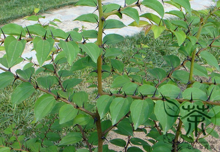 Paliurus Hemsleyanus, Chinese Coin Tree Seed 300 PCS, Tong Qian Shu