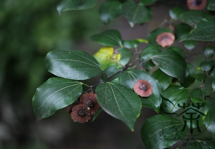 Paliurus Hemsleyanus, Chinese Coin Tree Seed 300 PCS, Tong Qian Shu