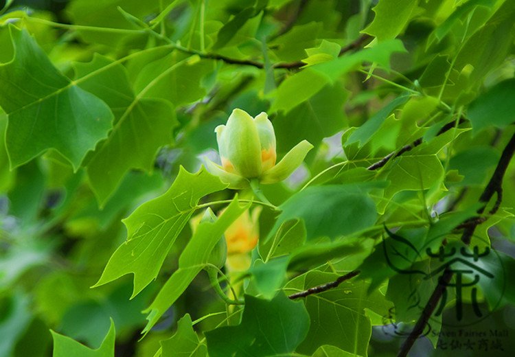Liriodendron Chinense, Chinese Tulip Tree Seed 300 PCS, E Zhang Qiu