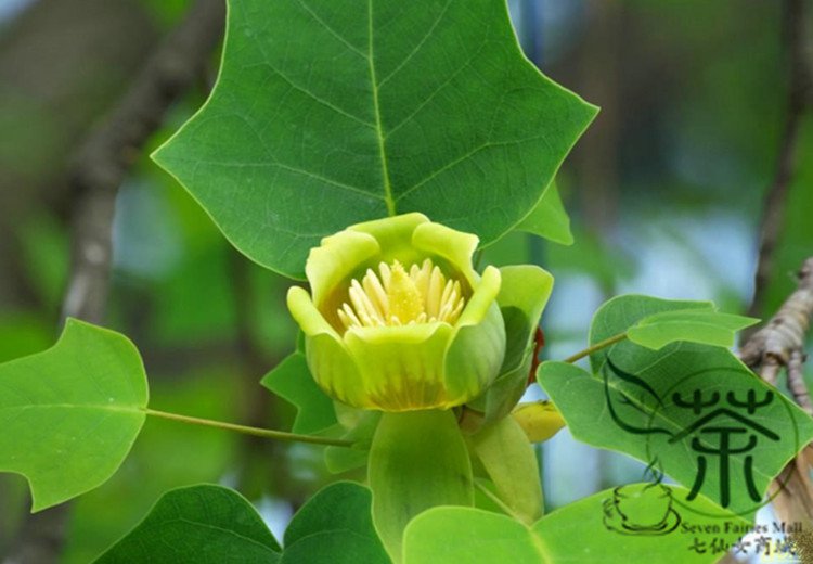 Liriodendron Chinense, Chinese Tulip Tree Seed 300 PCS, E Zhang Qiu