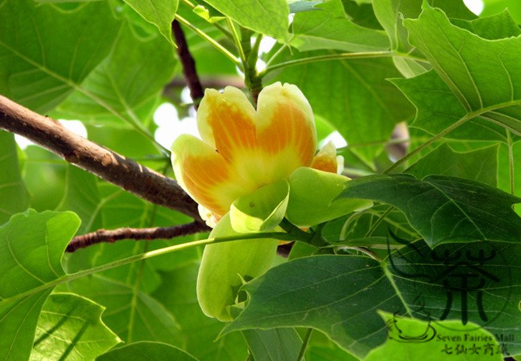 Liriodendron Chinense, Chinese Tulip Tree Seed 300 PCS, E Zhang Qiu