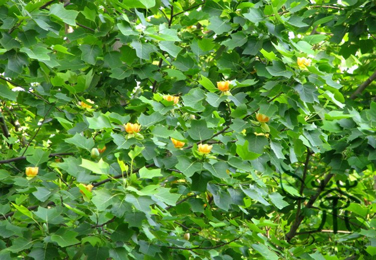 Liriodendron Chinense, Chinese Tulip Tree Seed 300 PCS, E Zhang Qiu