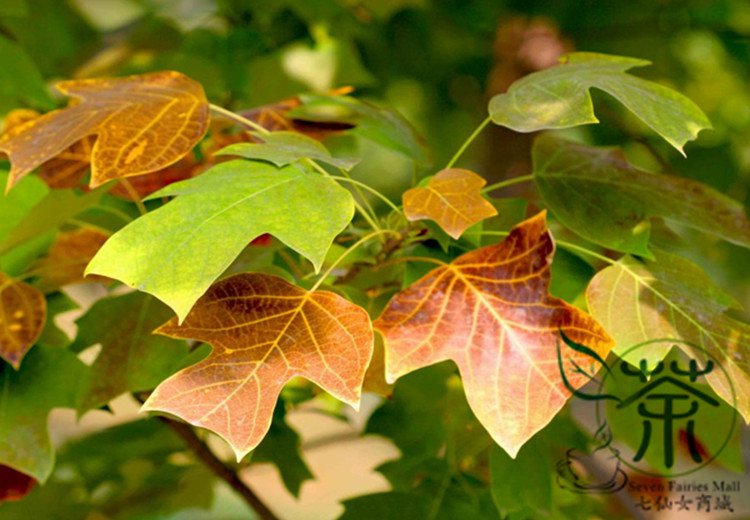 Liriodendron Chinense, Chinese Tulip Tree Seed 300 PCS, E Zhang Qiu