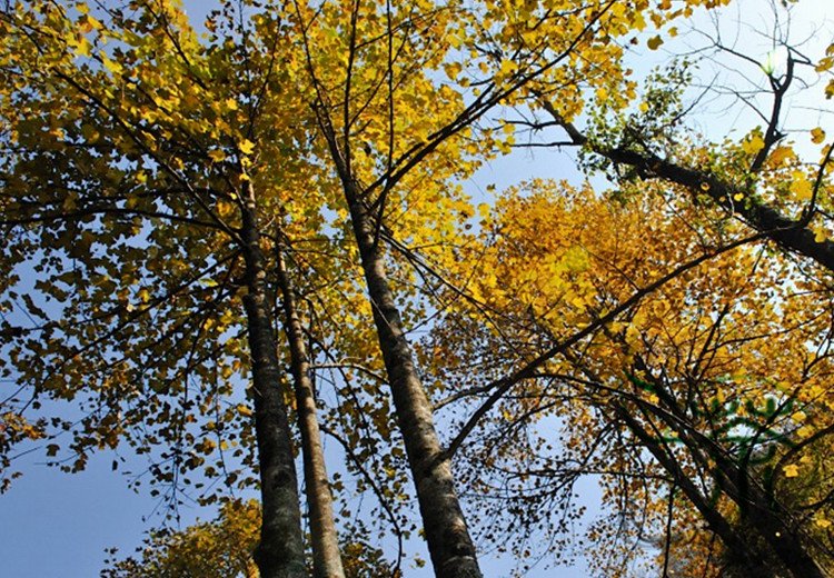 Liriodendron Chinense, Chinese Tulip Tree Seed 300 PCS, E Zhang Qiu