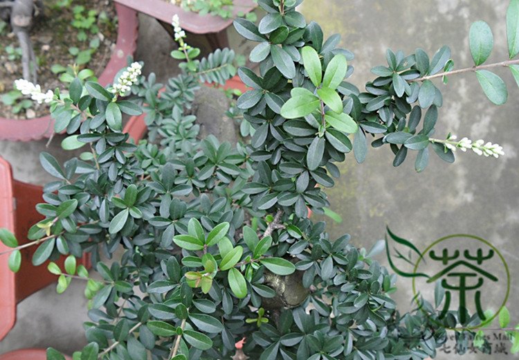 Ligustrum Obtusifolium, Border Privet Seed 500 PCS, Amur Privet Shui La