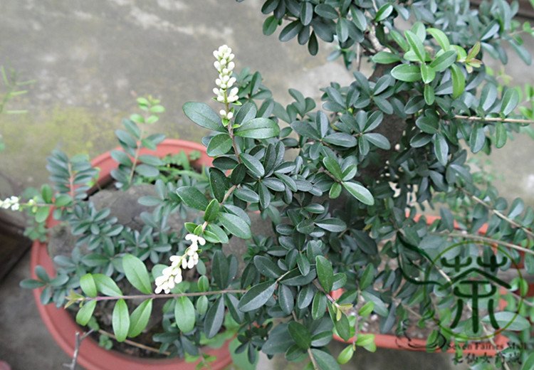 Ligustrum Obtusifolium, Border Privet Seed 500 PCS, Amur Privet Shui La