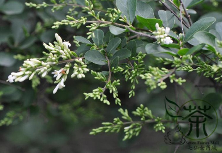 Ligustrum Obtusifolium, Border Privet Seed 500 PCS, Amur Privet Shui La