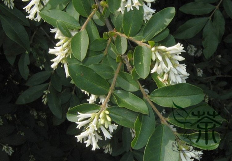 Ligustrum Obtusifolium, Border Privet Seed 500 PCS, Amur Privet Shui La