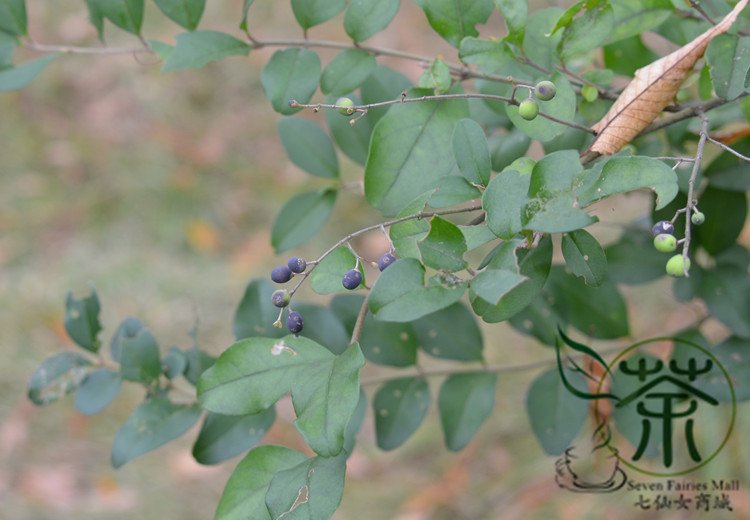 Ligustrum Obtusifolium, Border Privet Seed 500 PCS, Amur Privet Shui La