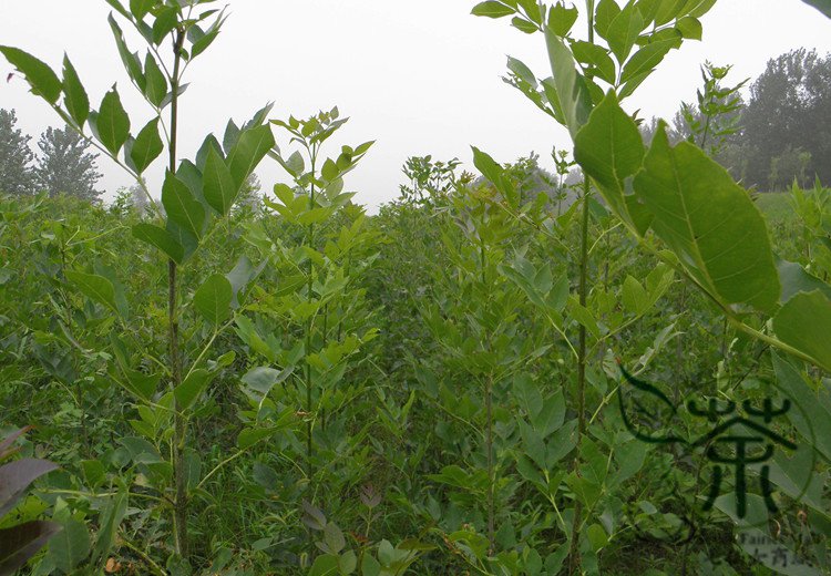 Fraxinus Chinensis, Chinese Ash Seed 500 PCS, Bai La Shu