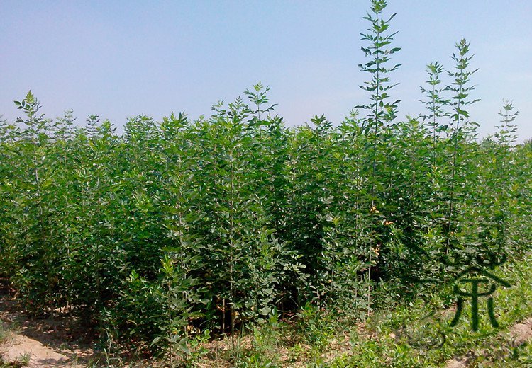 Fraxinus Chinensis, Chinese Ash Seed 500 PCS, Bai La Shu