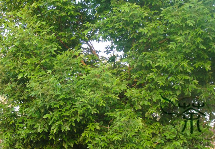 Fraxinus Chinensis, Chinese Ash Seed 500 PCS, Bai La Shu