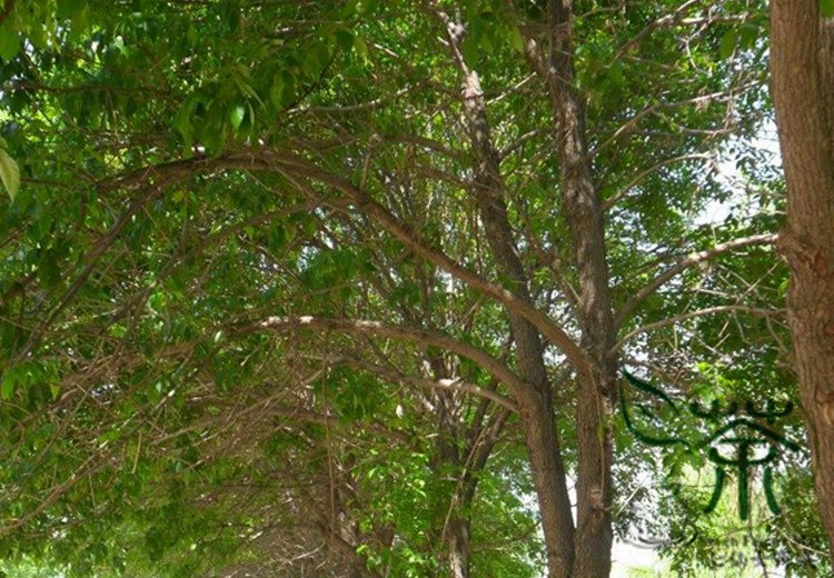 Fraxinus Chinensis, Chinese Ash Seed 500 PCS, Bai La Shu