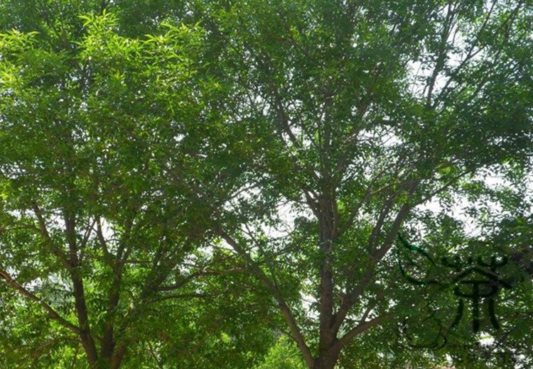 Fraxinus Chinensis, Chinese Ash Seed 500 PCS, Bai La Shu