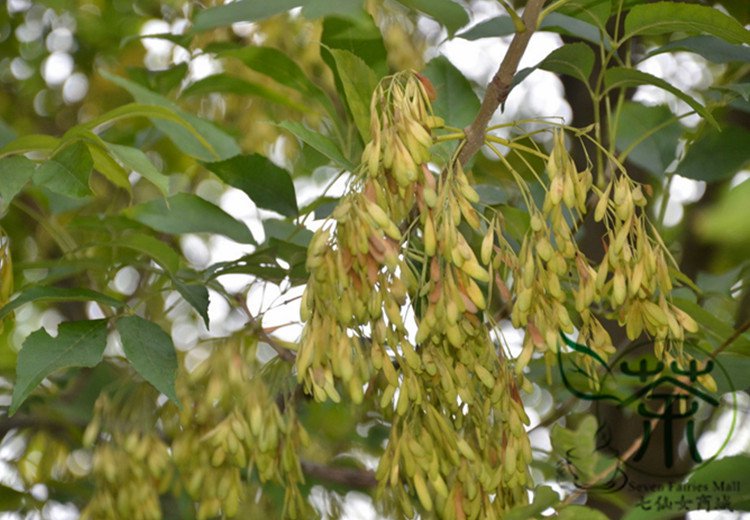 Fraxinus Chinensis, Chinese Ash Seed 500 PCS, Bai La Shu