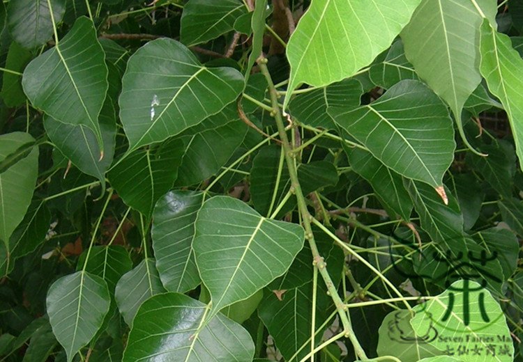 Ficus Religiosa, Sacred Fig Seed 50 PCS, Bodhi Tree Pu Ti Shu