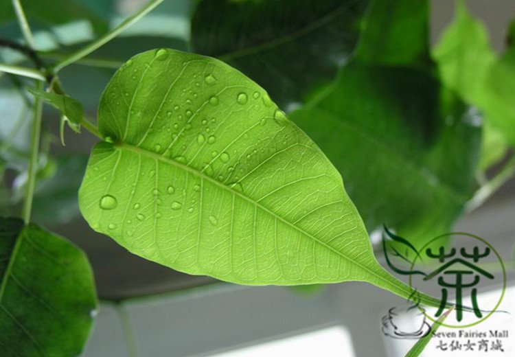 Ficus Religiosa, Sacred Fig Seed 50 PCS, Bodhi Tree Pu Ti Shu