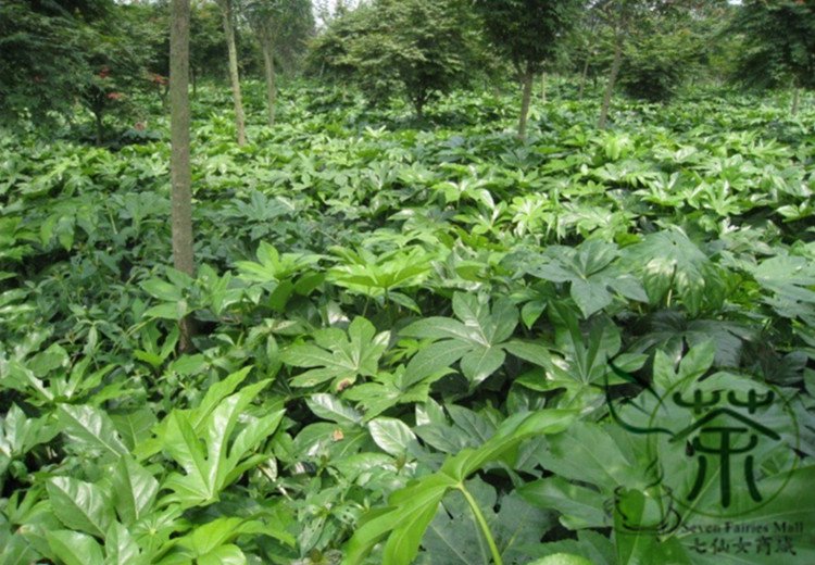 Fatsia Japonica, Japanese Aralia Seed 1000 PCS, Aralia Japonica Bajiao ...