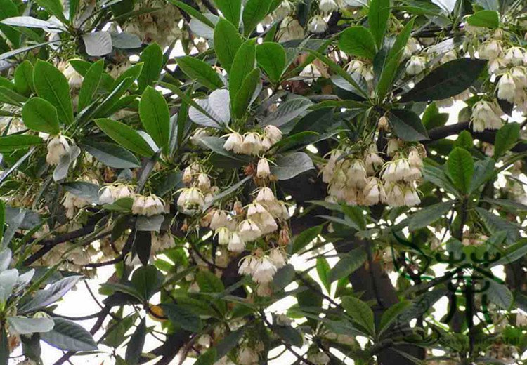 Elaeocarpus Balansae, Japanese Blueberry Tree Seed 300 PCS, Da Ye Du Ying