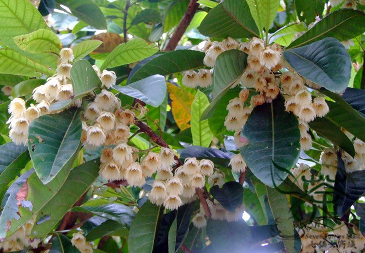 Elaeocarpus Balansae, Japanese Blueberry Tree Seed 300 PCS, Da Ye Du Ying