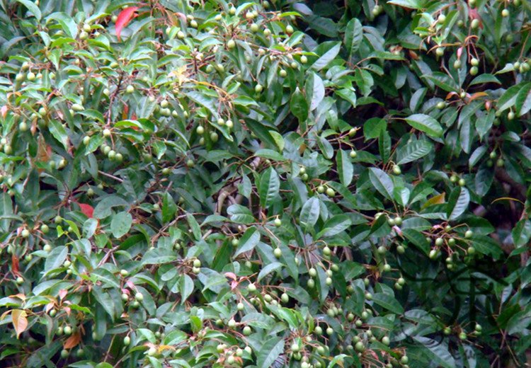 Elaeocarpus Balansae, Japanese Blueberry Tree Seed 300 PCS, Da Ye Du Ying