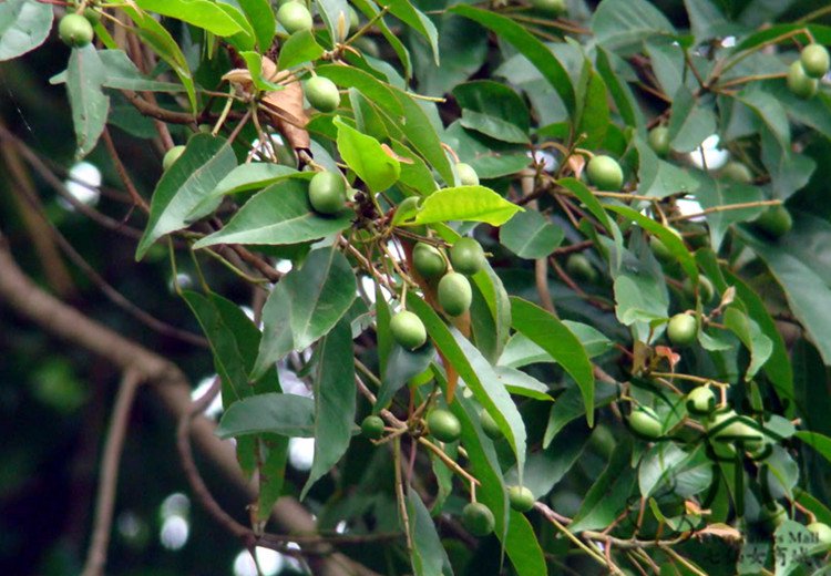 Elaeocarpus Balansae, Japanese Blueberry Tree Seed 300 PCS, Da Ye Du Ying