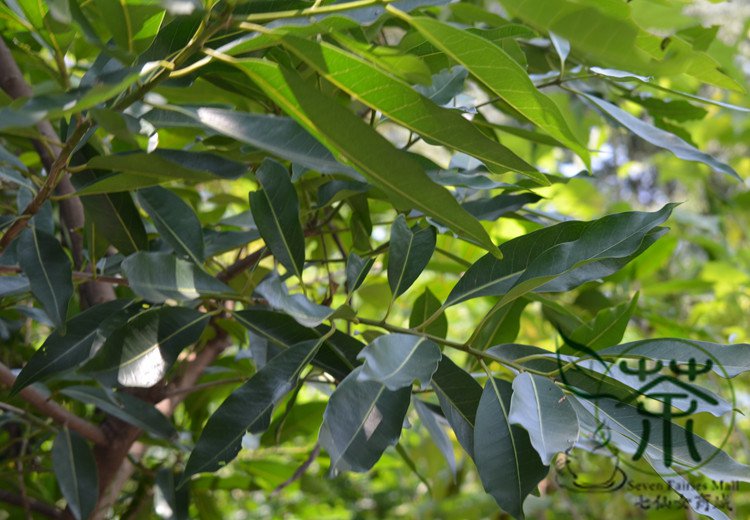 Cleistocalyx Operculatus, Syzygium Operculatum Seed 300 PCS, Shui Weng