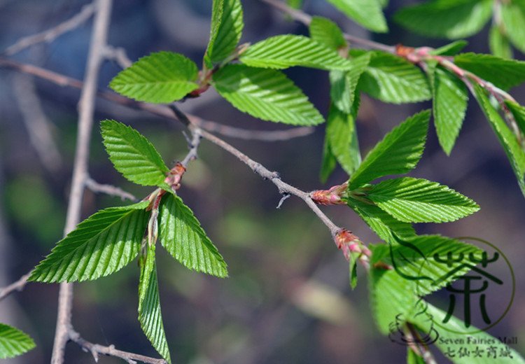 Carpinus Turczaninowii, Small Hardwood Tree Seed 1000 PCS, Hornbeam E Er Li