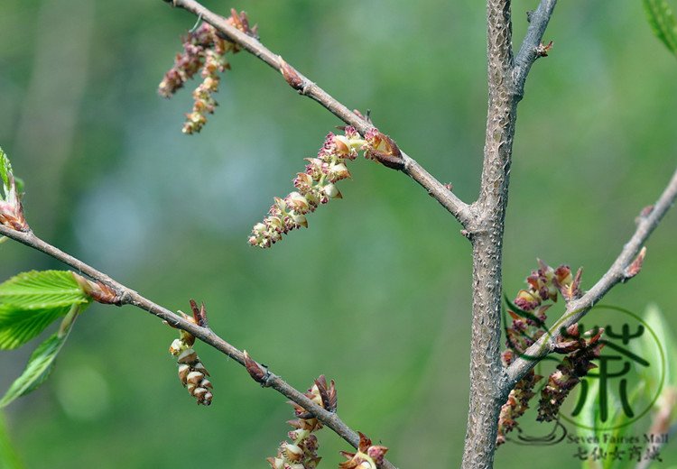 Carpinus Turczaninowii, Small Hardwood Tree Seed 1000 PCS, Hornbeam E Er Li