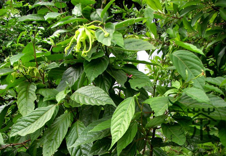 Cananga Odorata, Cananga Tree Seed 300 PCS, Ylang-ylang Yi Lan Xiang