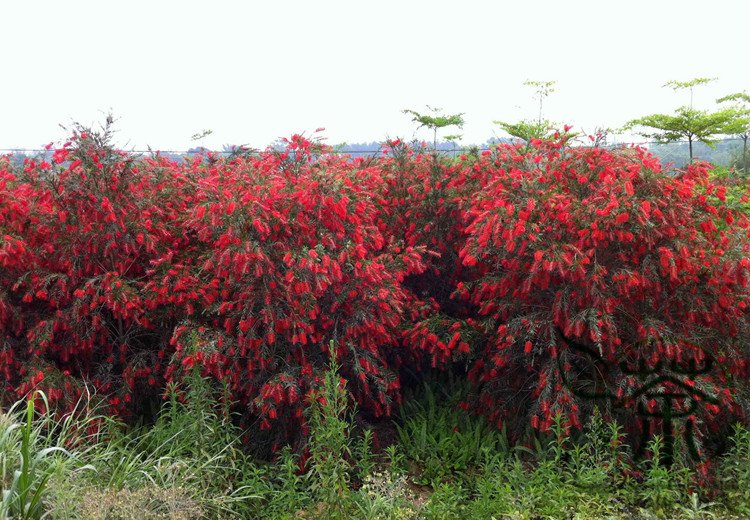 Callistemon Rigidus, Melaleuca Linearis Seed 1000 PCS, Hong Qian Ceng