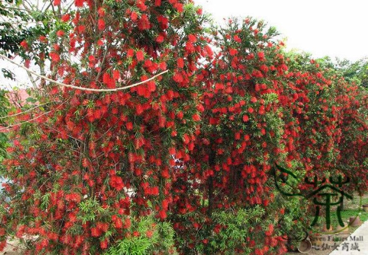 Callistemon Rigidus, Melaleuca Linearis Seed 1000 PCS, Hong Qian Ceng