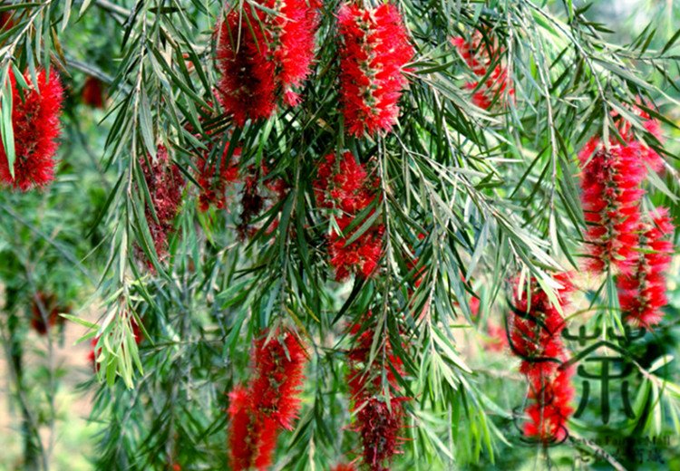 Callistemon Rigidus, Melaleuca Linearis Seed 1000 PCS, Hong Qian Ceng