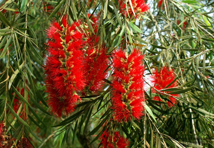 Callistemon Rigidus, Melaleuca Linearis Seed 1000 PCS, Hong Qian Ceng