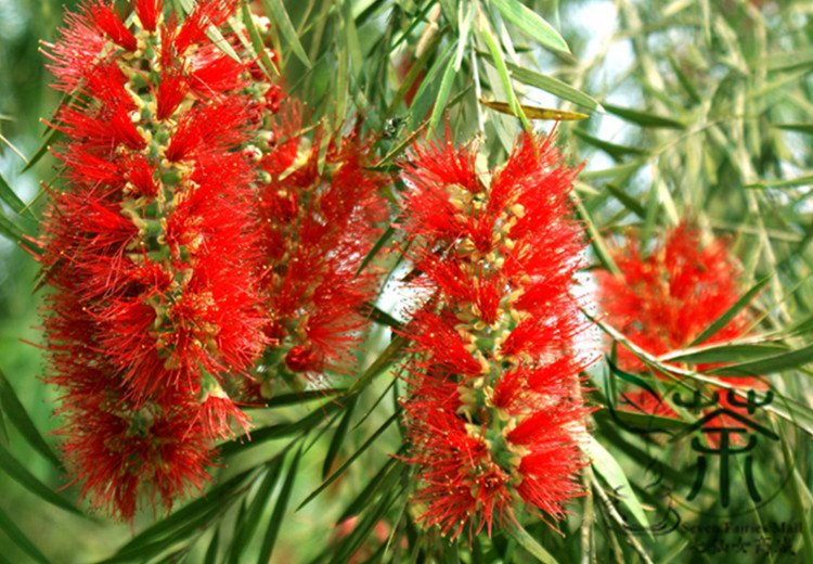 Callistemon Rigidus, Melaleuca Linearis Seed 1000 PCS, Hong Qian Ceng