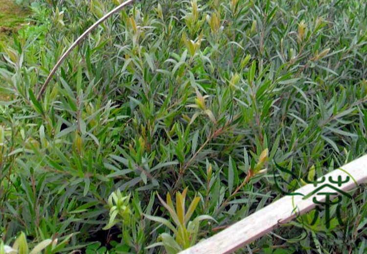 Callistemon Rigidus, Melaleuca Linearis Seed 1000 PCS, Hong Qian Ceng