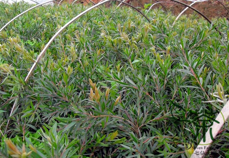 Callistemon Rigidus, Melaleuca Linearis Seed 1000 PCS, Hong Qian Ceng