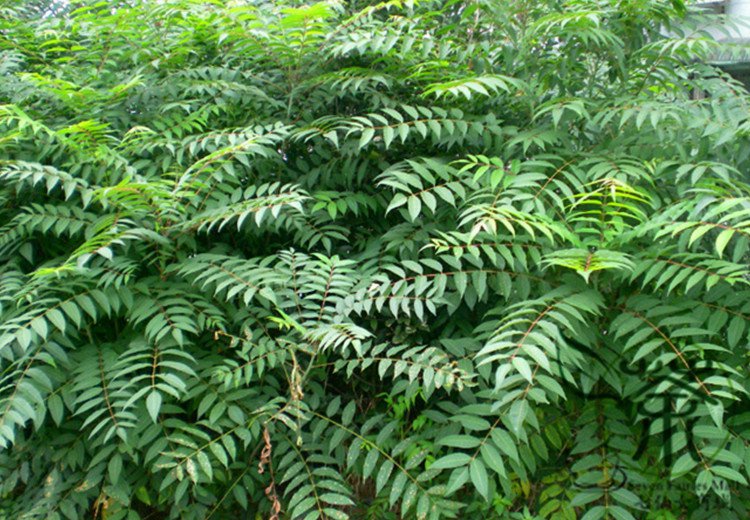Ailanthus-Altissima, Tree Of Heaven Seed 1000 PCS, Ailanthus Chou Chun