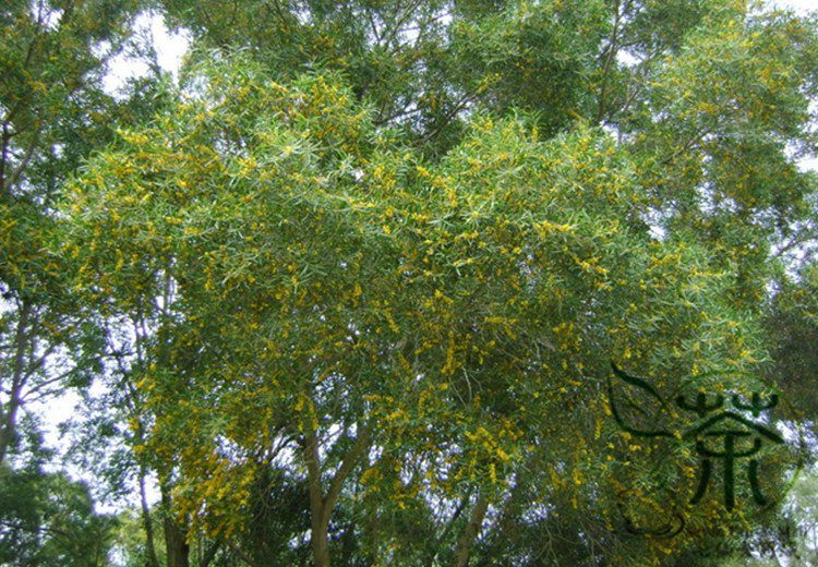 Acacia Confusa, Formosa Acacia Seed 1000 PCS, Formosan Koa Taiwan Xiangsi